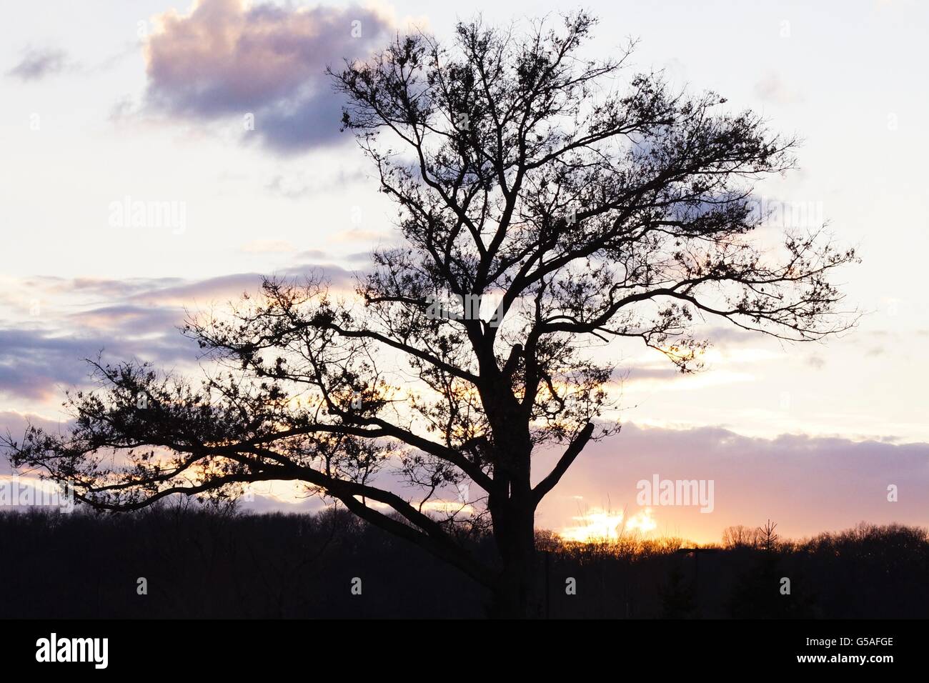 Tree silhouette at sunset Stock Photo - Alamy