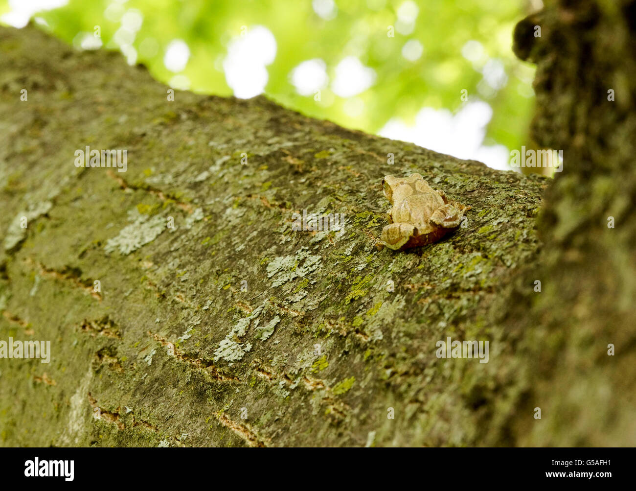 Spring peeper climbing a tree branch Stock Photo - Alamy