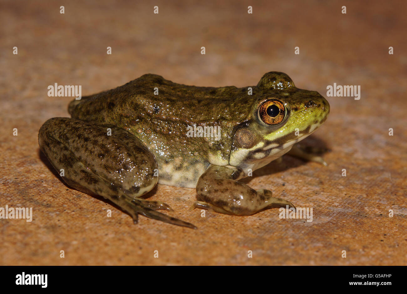 Green frog side view hi-res stock photography and images - Alamy