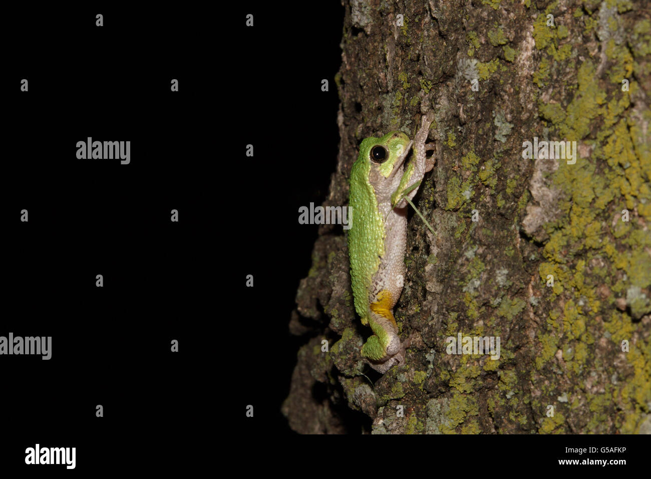 Green tree frog climbing tree at night Stock Photo - Alamy