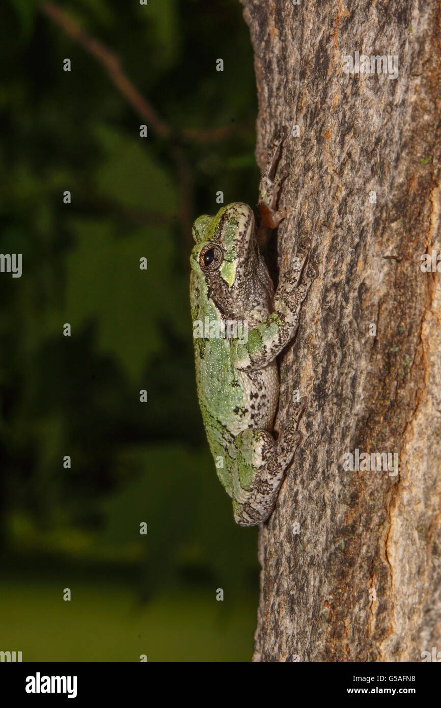 Green tree frog climbing tree at night: side view Stock Photo - Alamy