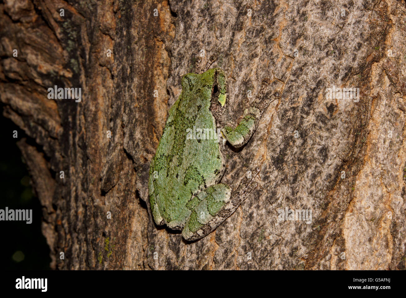 Green tree frog climbing tree at night Stock Photo - Alamy