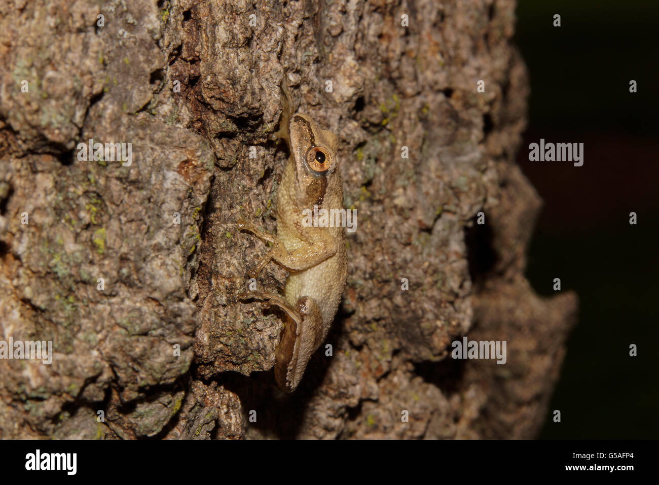 Peeper frog hi-res stock photography and images - Alamy