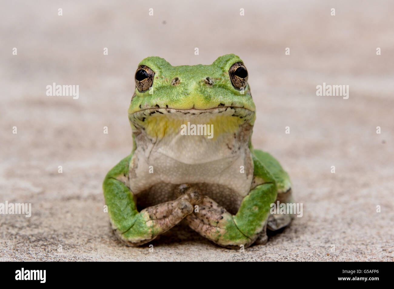 Arms crossed angry hi-res stock photography and images - Alamy