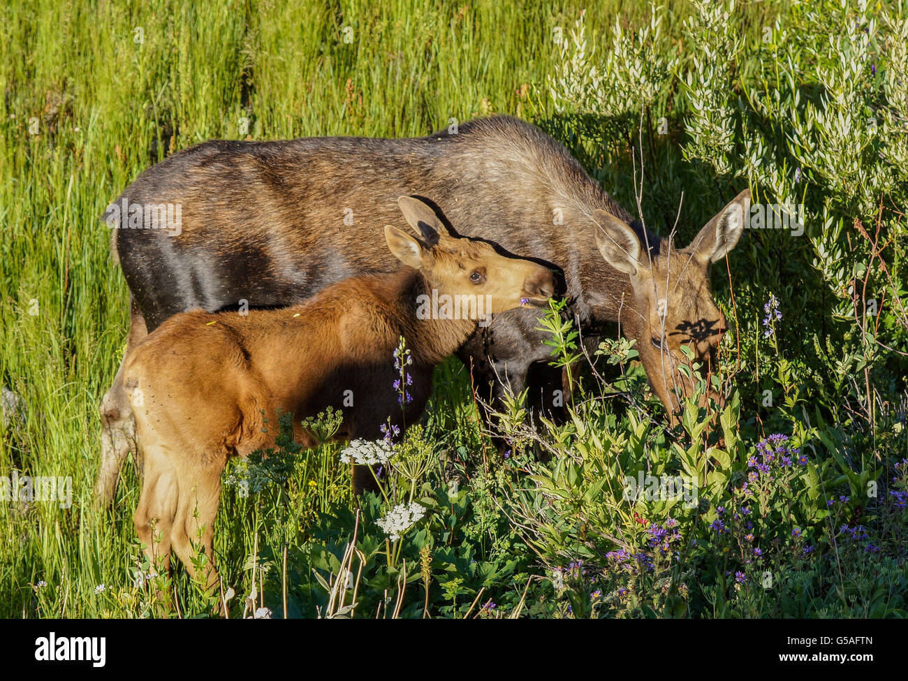Mother moose and calf feeding on grass in meadow Stock Photo - Alamy