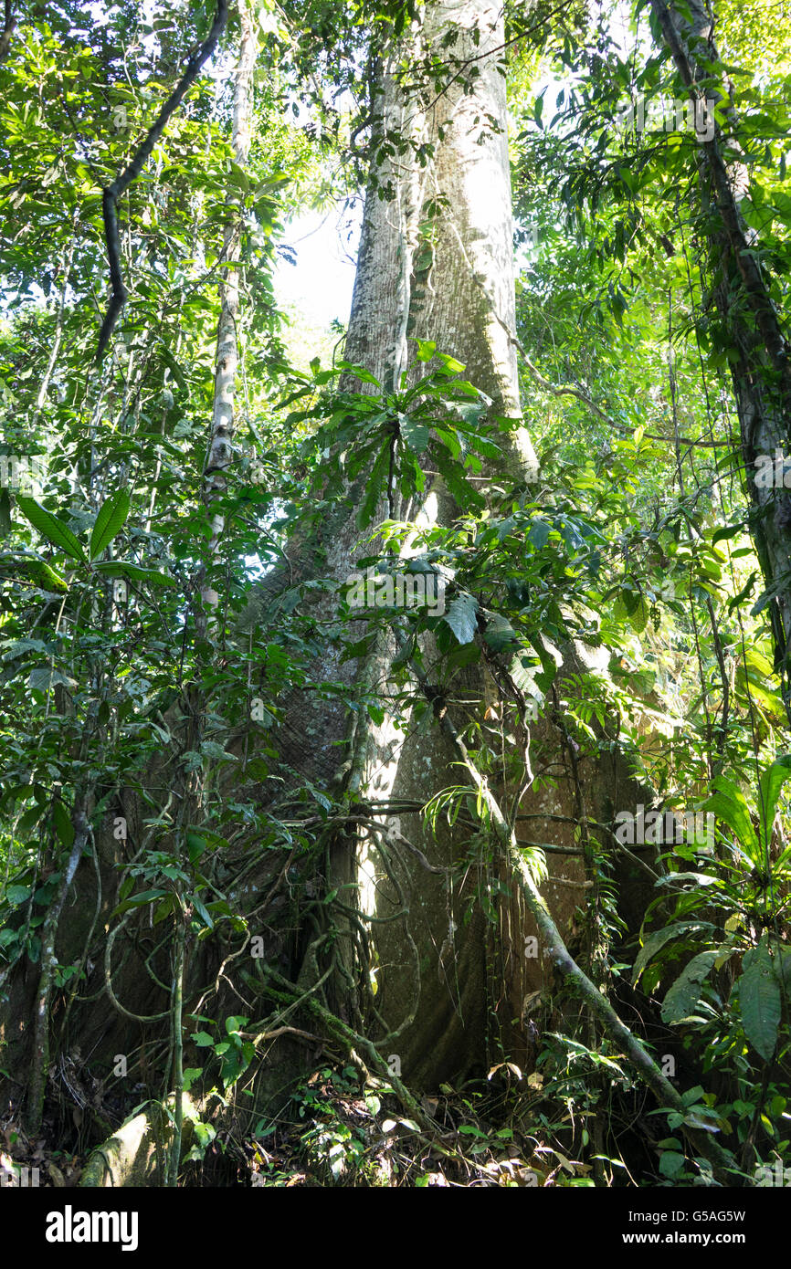 Giant kapok tree hi-res stock photography and images - Alamy