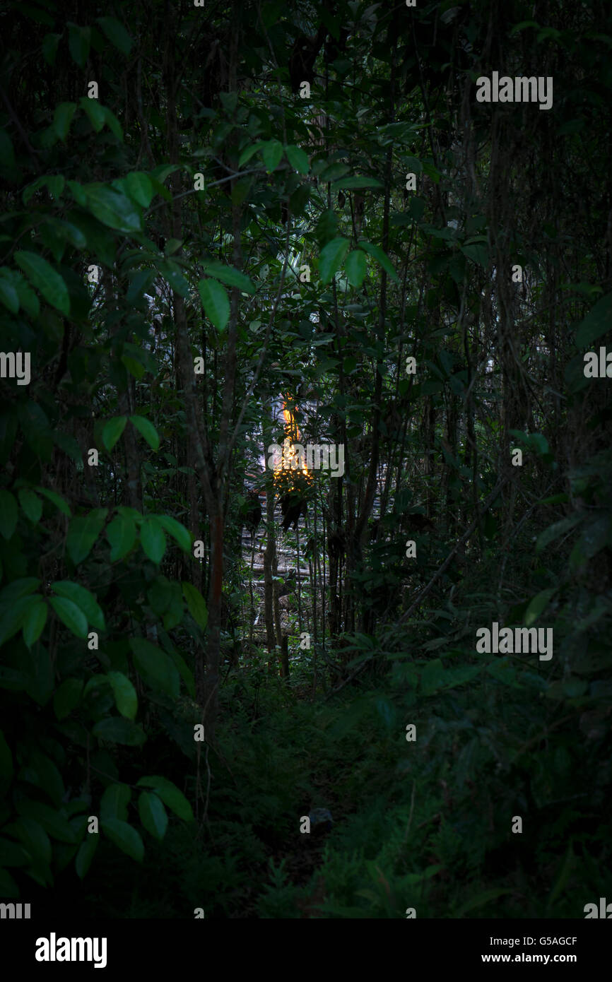 Amazon rainforest fire hi-res stock photography and images - Alamy