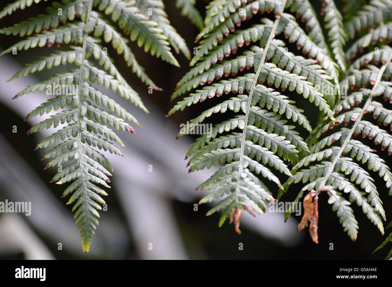 Backdrop of fern hi-res stock photography and images - Alamy