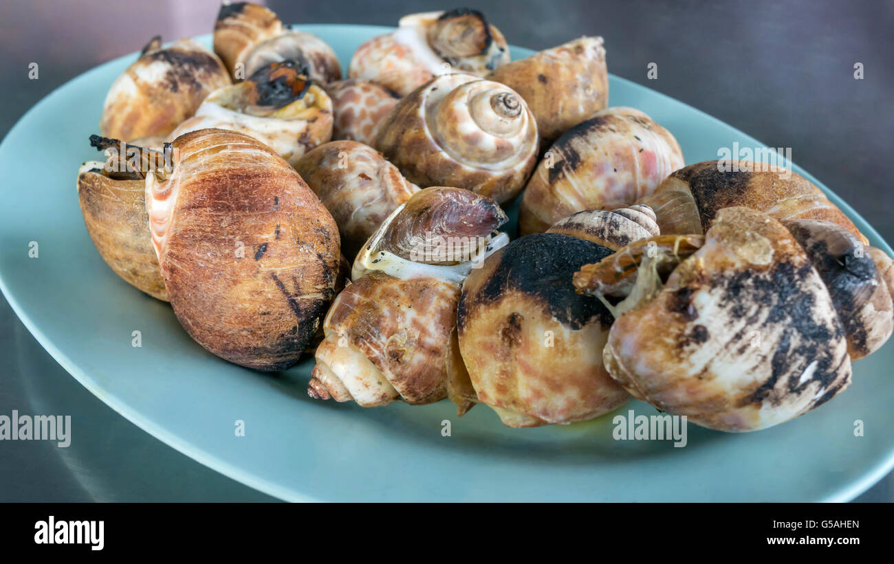 Spotted babylon snail hi-res stock photography and images - Alamy
