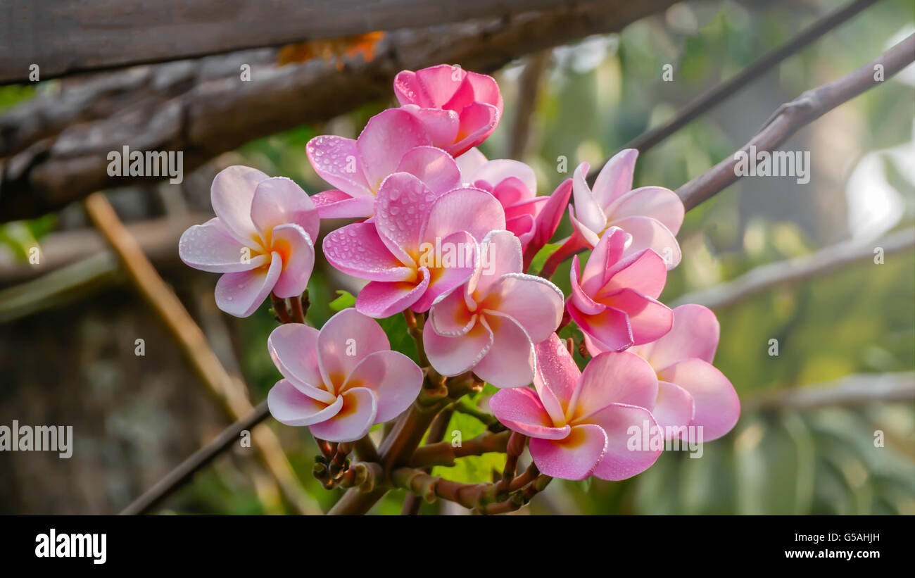 Bunch of pink Frangipani, Frangipanni, or plumeria tropical flowers ...