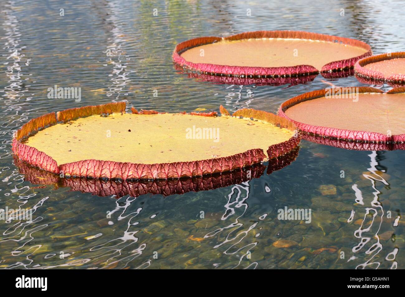 Circle pad hi-res stock photography and images - Alamy