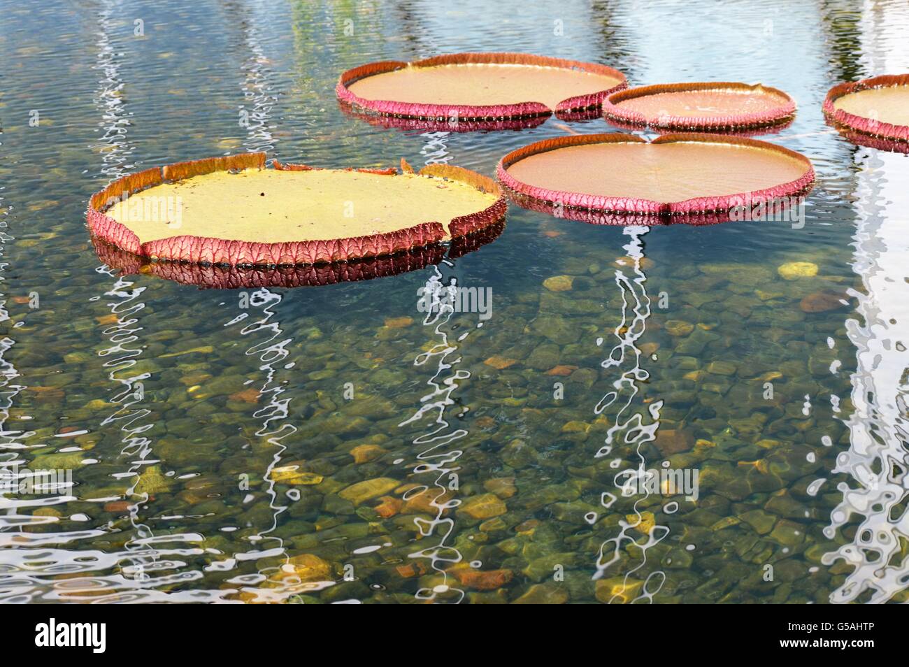 Circle pad hi-res stock photography and images - Alamy