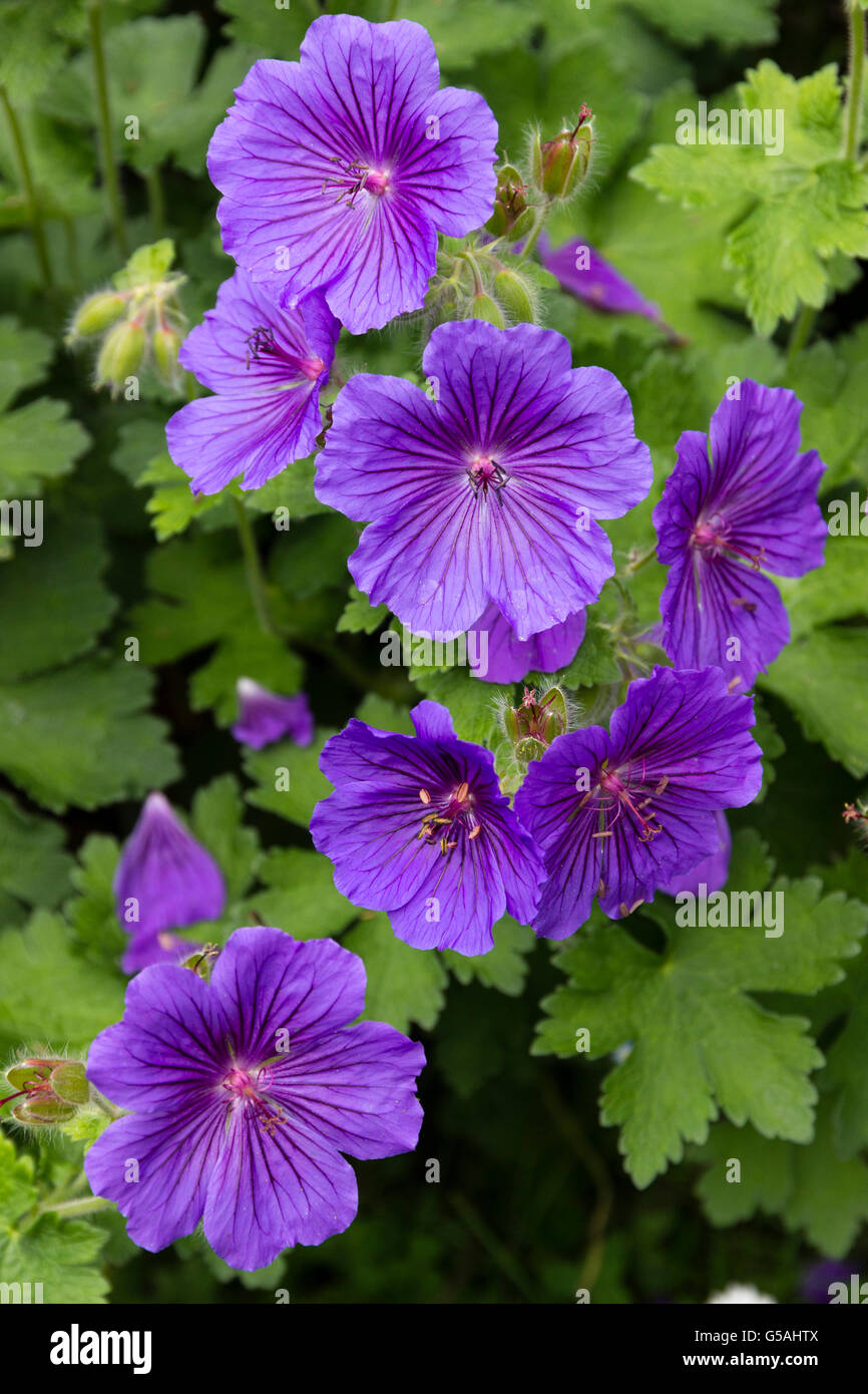 Geranium magnificum hi-res stock photography and images - Alamy