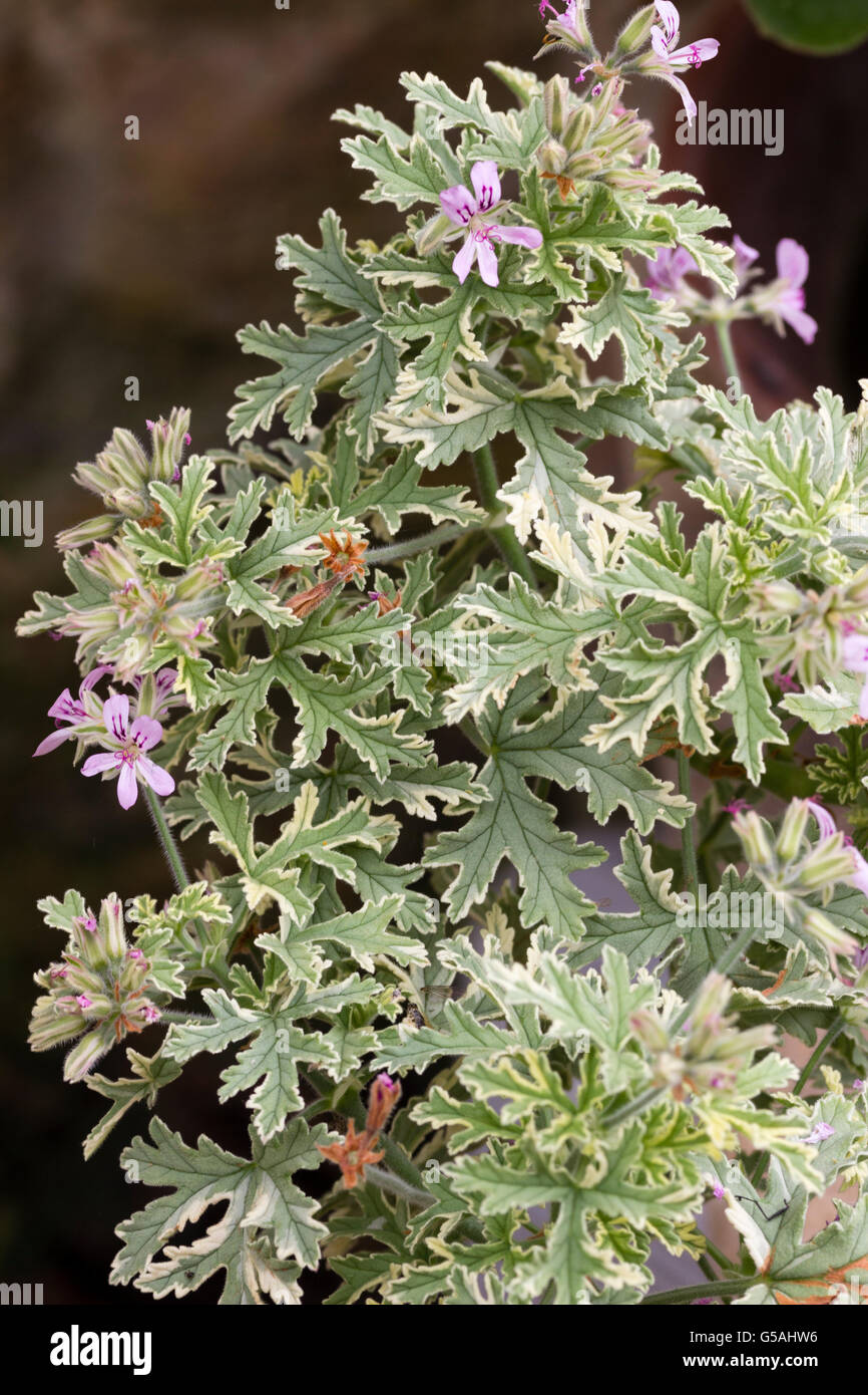Variegated leaf geranium hi-res stock photography and images - Alamy