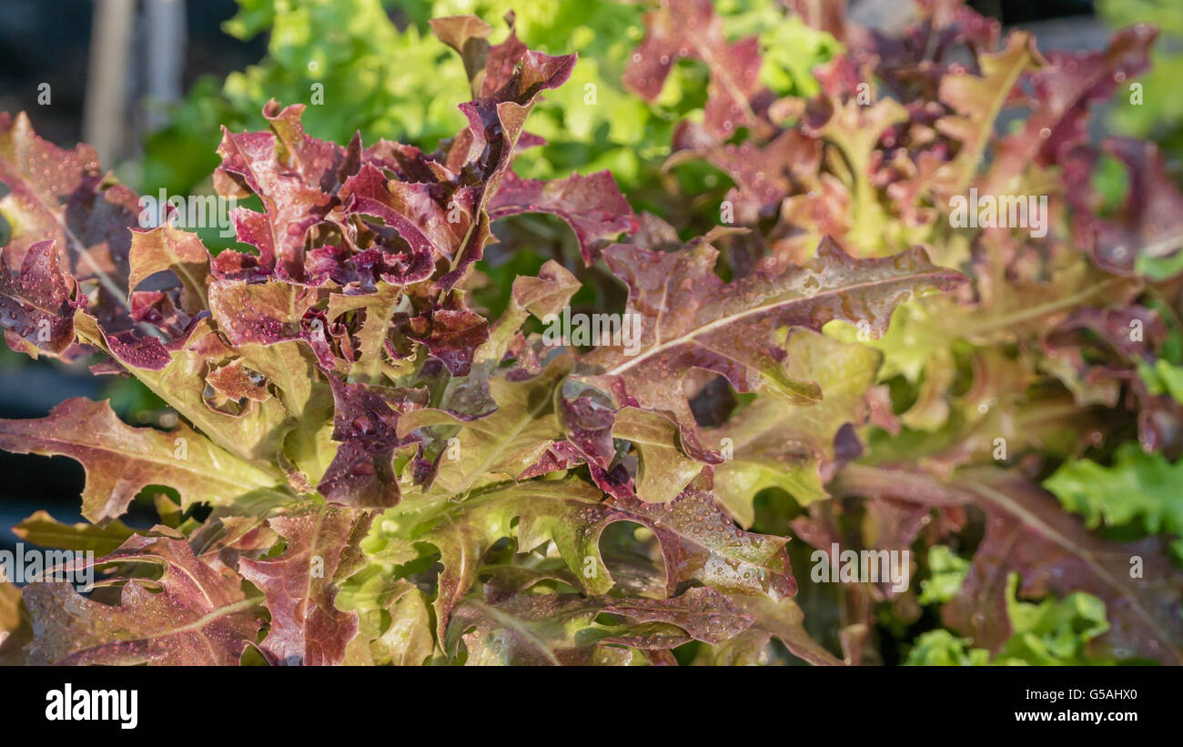 close up green oak lettuce and red oak lettuce. hydroponics vegetable ...