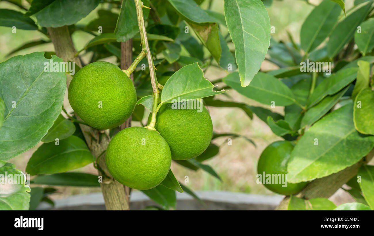 Small lemon tree hi-res stock photography and images - Alamy