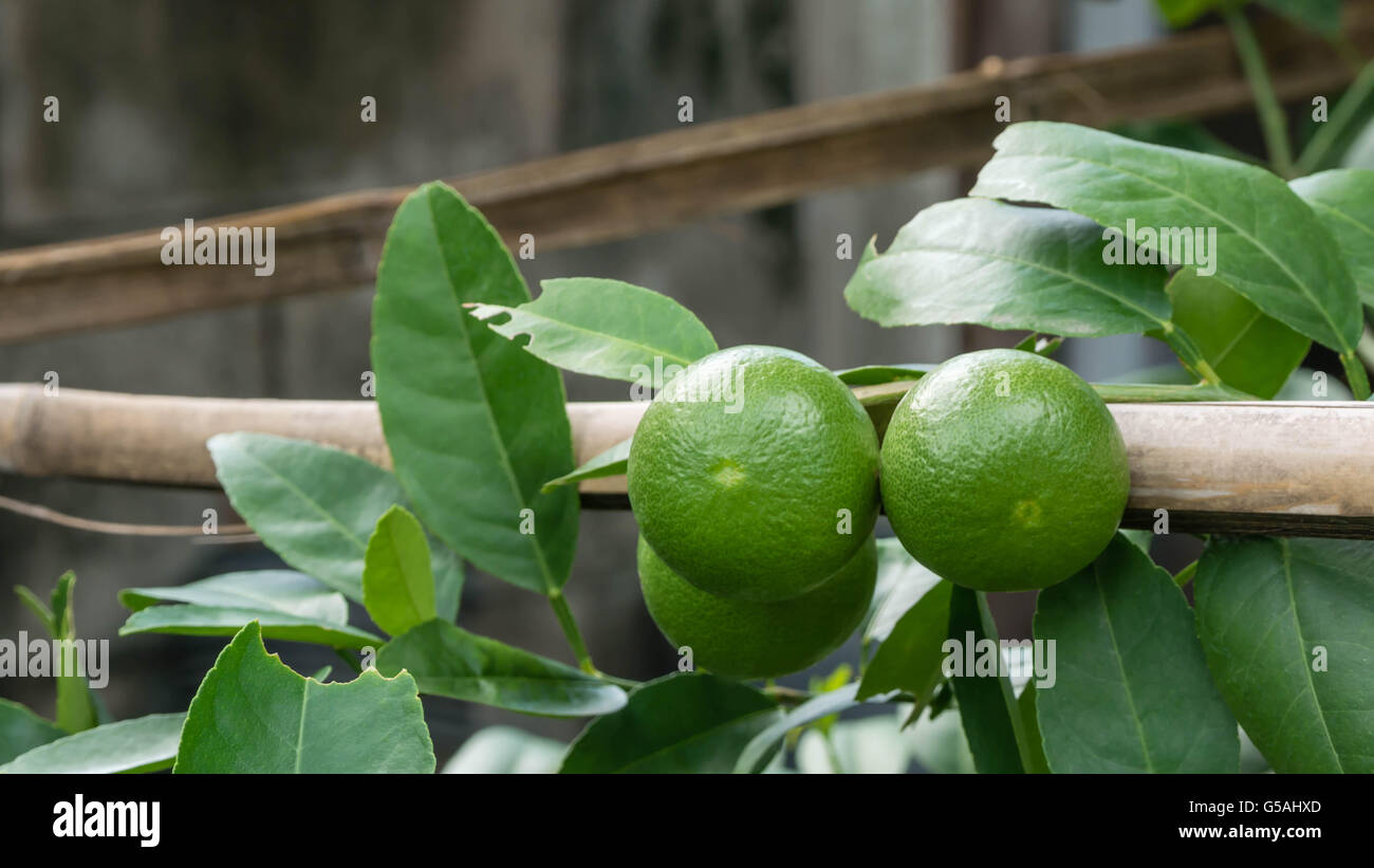 Lime green tree hanging from the branches of it Stock Photo - Alamy