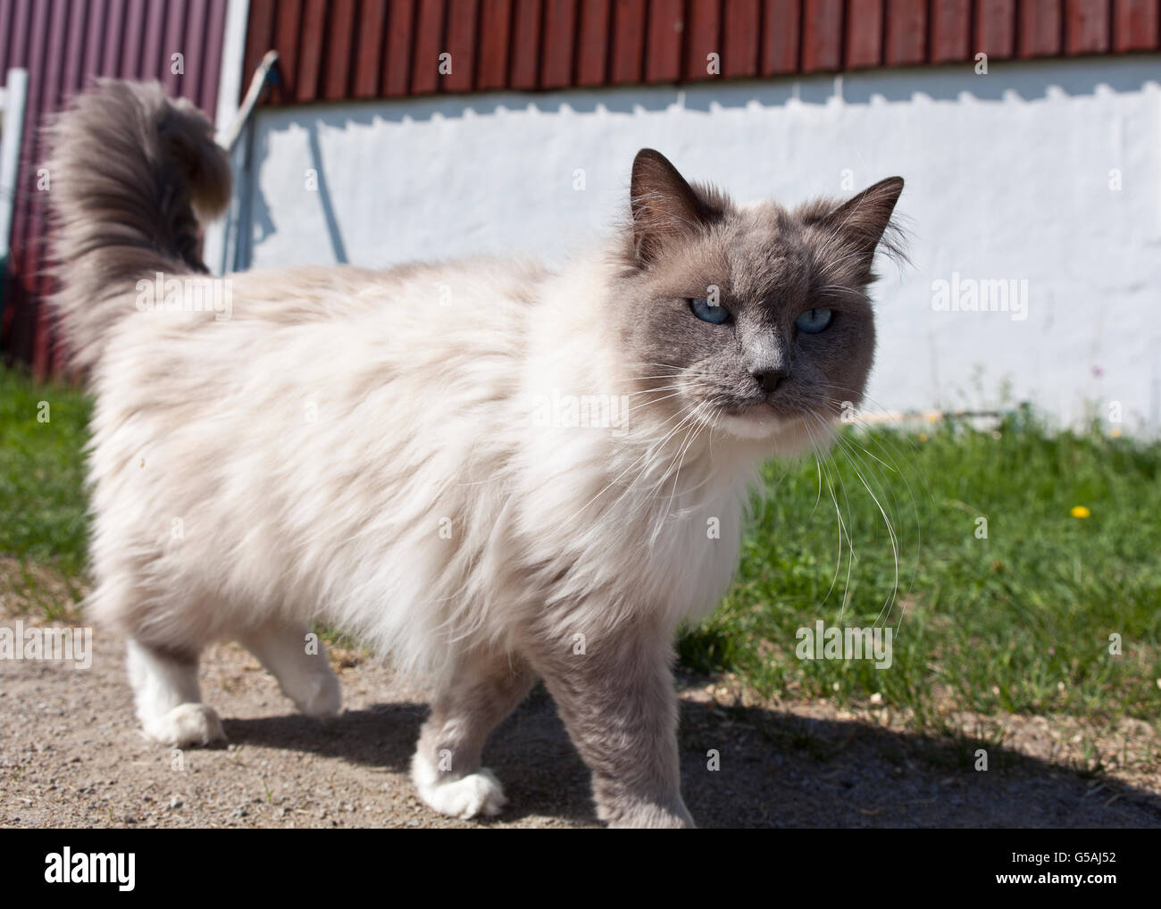 A Rag Doll walks proudly around on a farm. She knows where to pick up ...