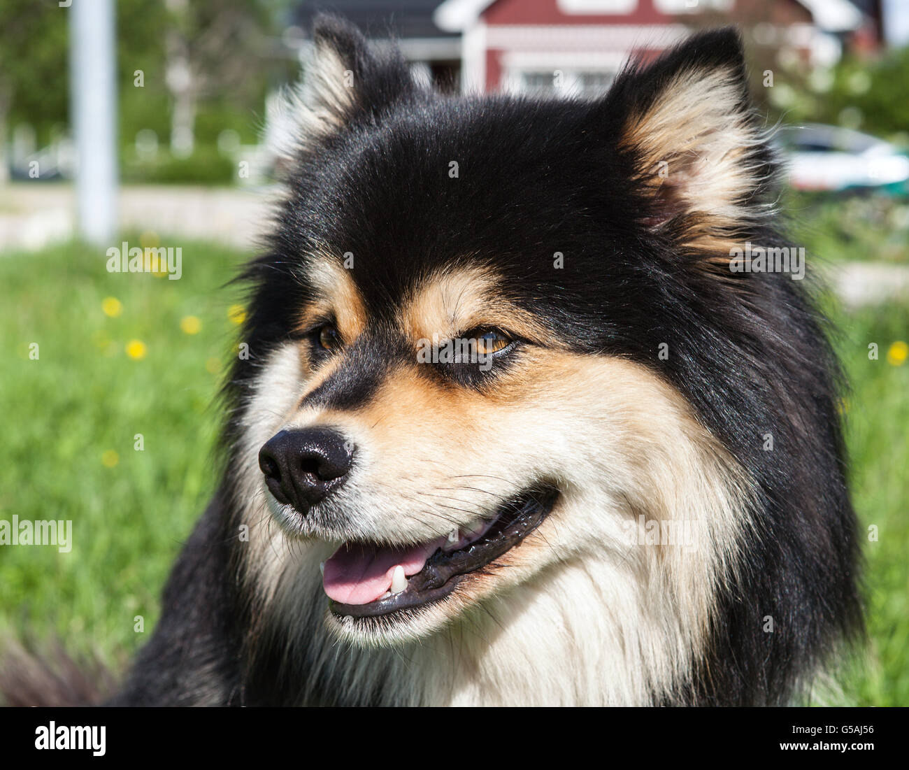 A dog rest in the grass in some shadow. Closeup on his face Stock Photo ...