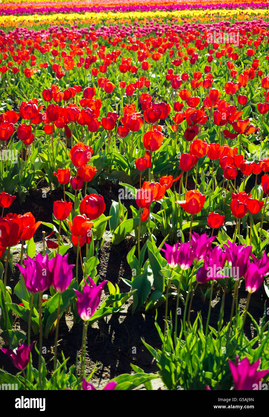 Vertical view of a row of red tulips Stock Photo - Alamy