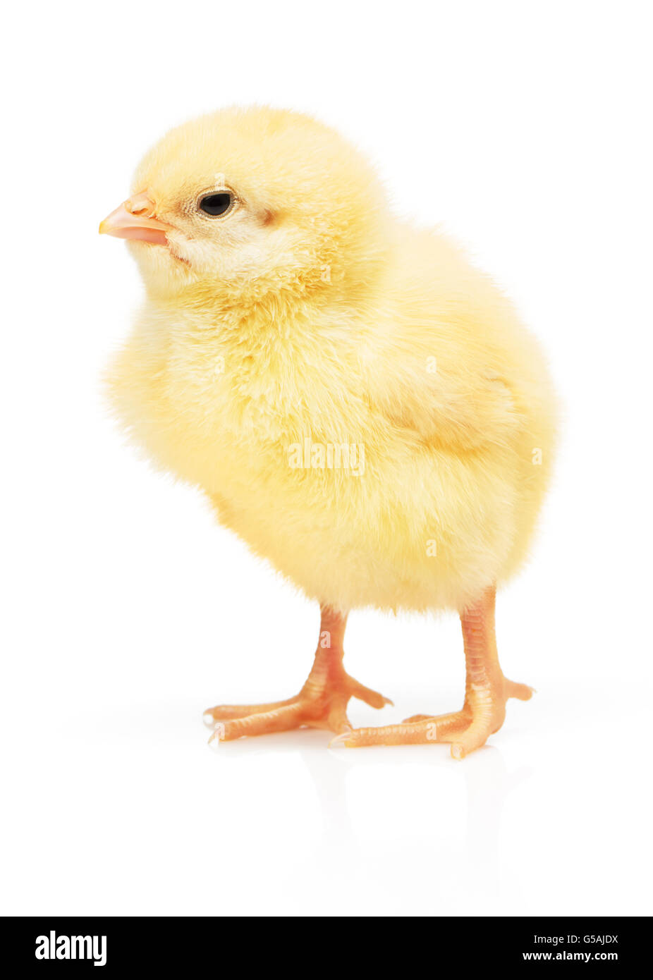 Small yellow chicken isolated on white background Stock Photo - Alamy