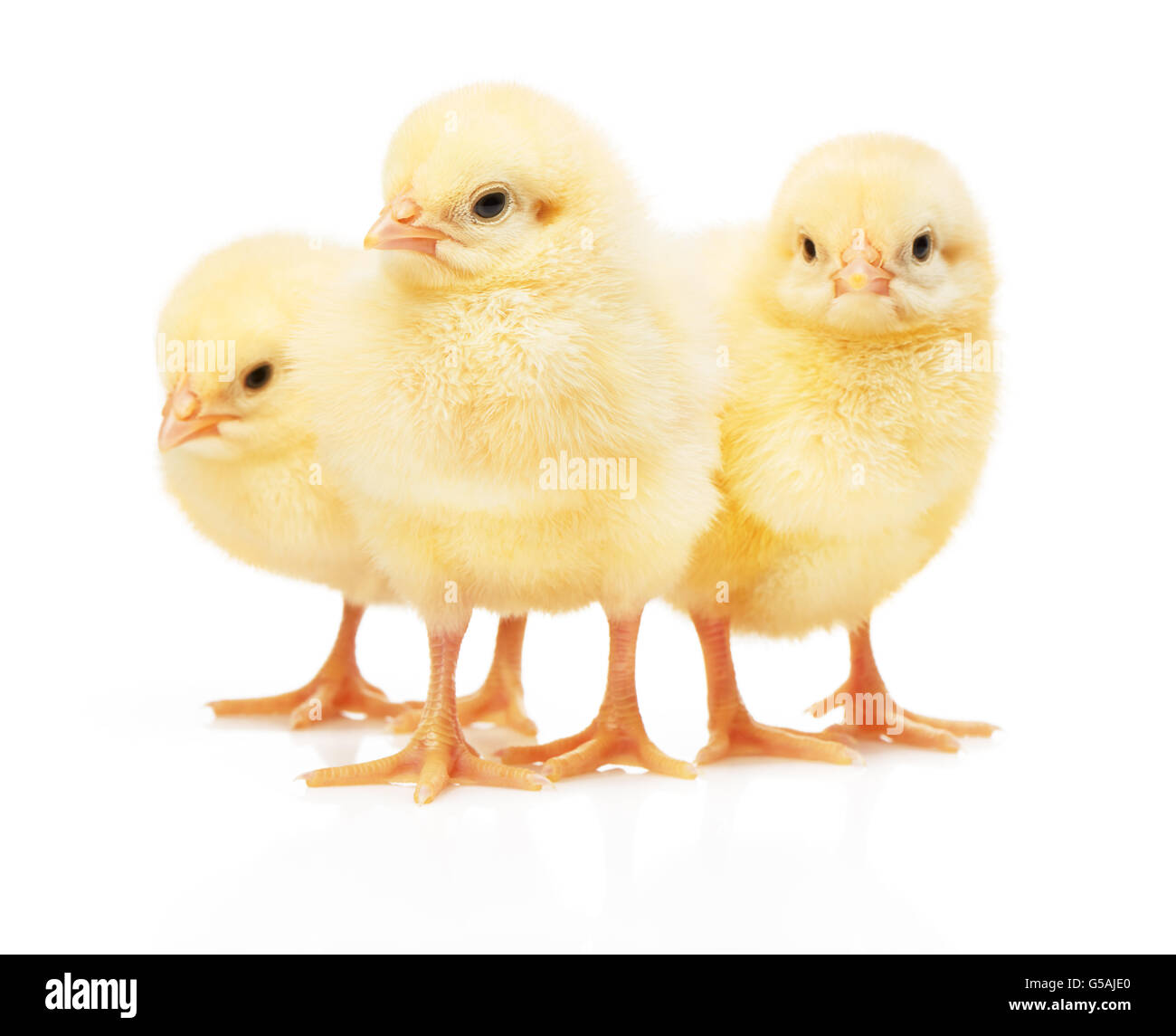 Three small yellow chickens standing close to each other, isolated on ...