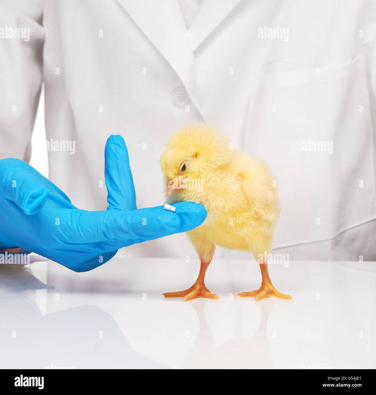 Small yellow chicken getting pill from veterinarians hand over white ...