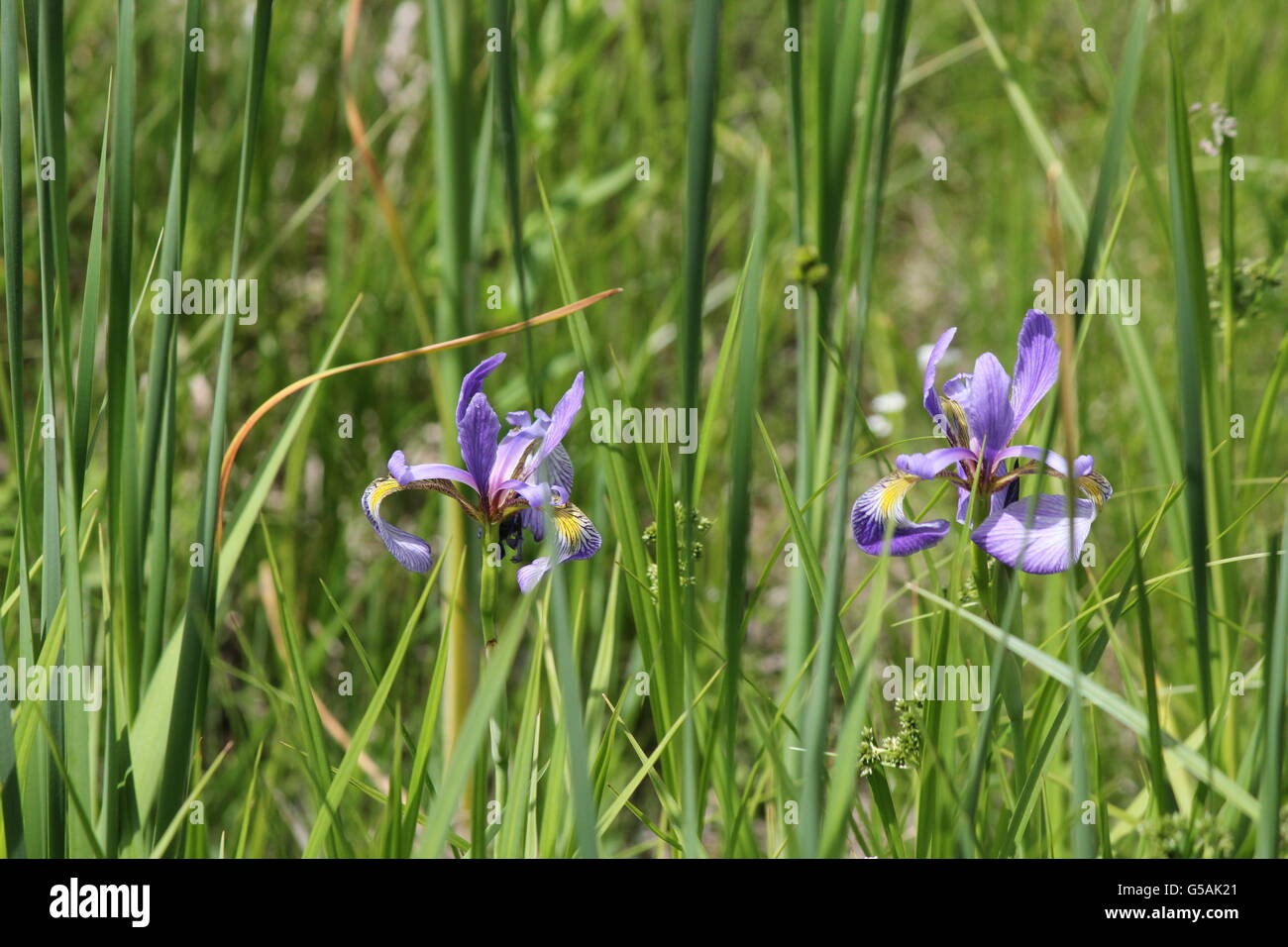 Blue flag wild iris hi-res stock photography and images - Alamy