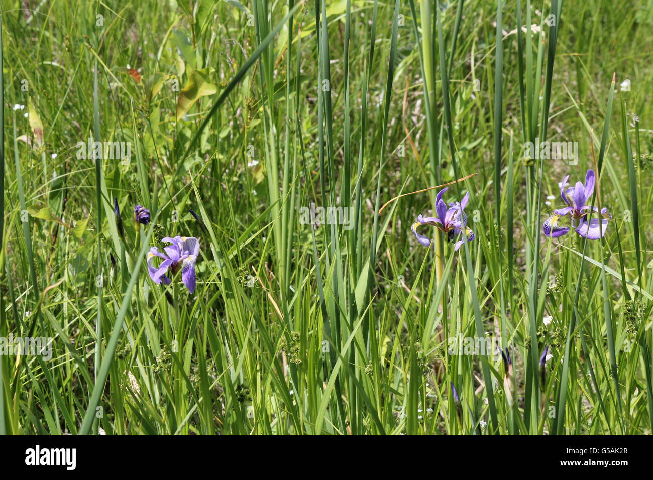 Wild blue flag flower growing in a moist, marshy area beside a country ...