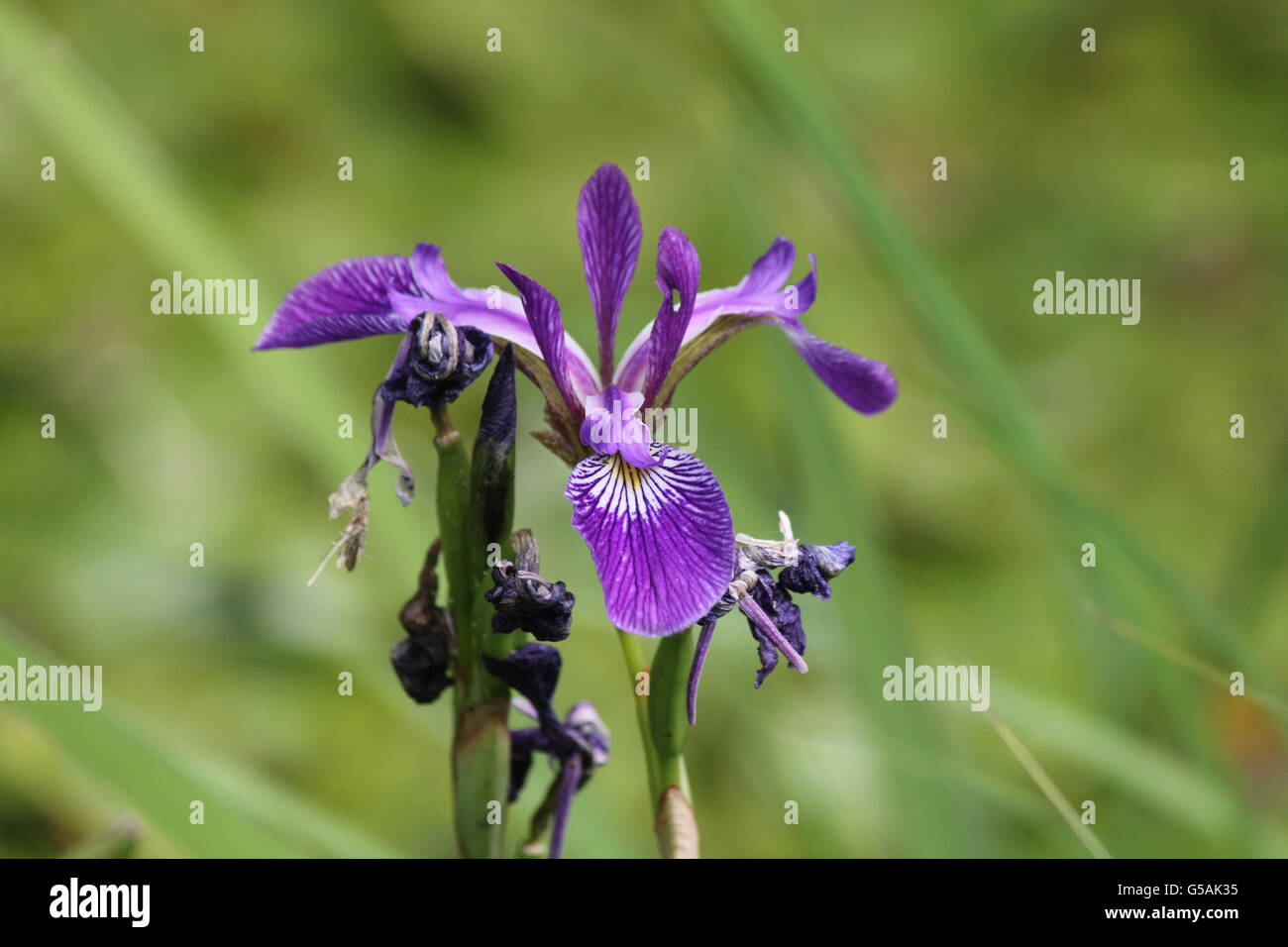 Wild blue flag flower growing in a moist, marshy area beside a country ...
