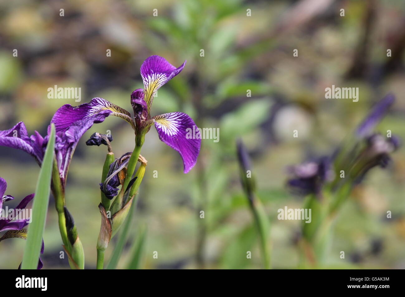 Blue flag wild iris hi-res stock photography and images - Alamy