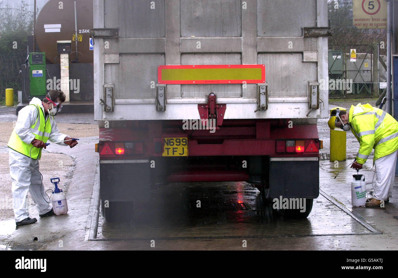 Lorries carrying animals slaughtered as a result of the foot and mouth ...