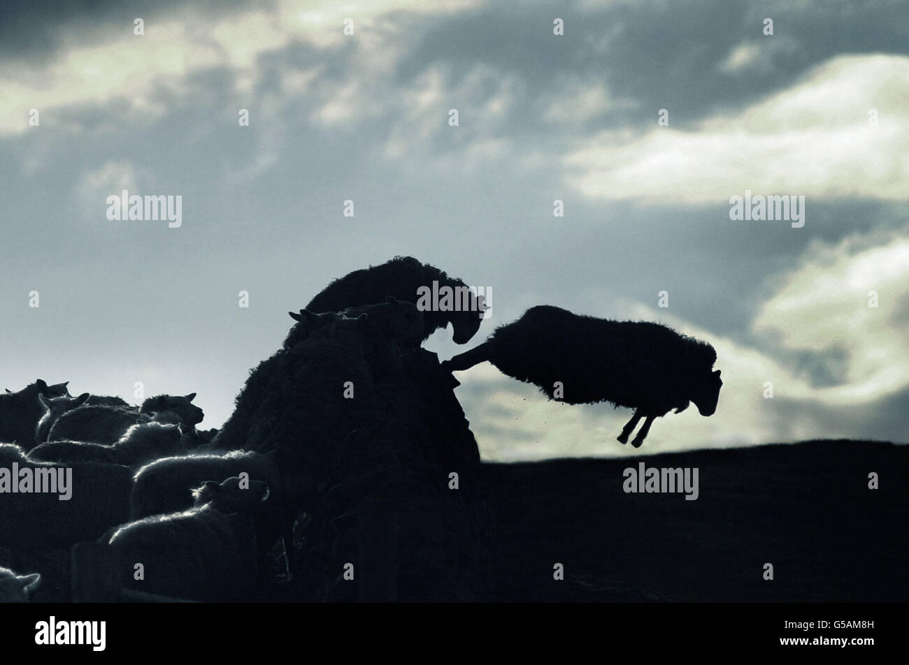 Escaping sheep hi-res stock photography and images - Alamy