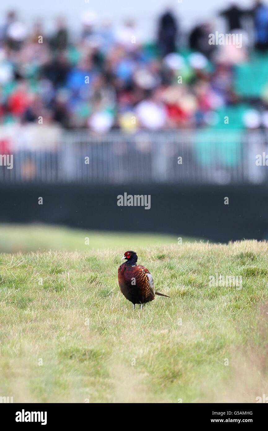 Royal pheasant hi-res stock photography and images - Alamy