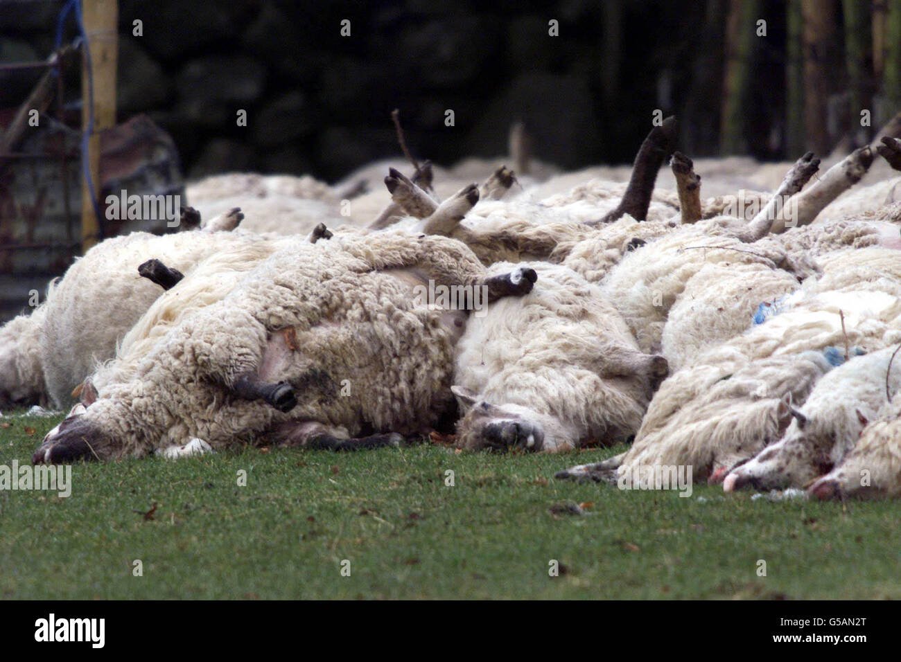 Slaughtered sheep at a farm in Co Louth, on the border with Northern ...