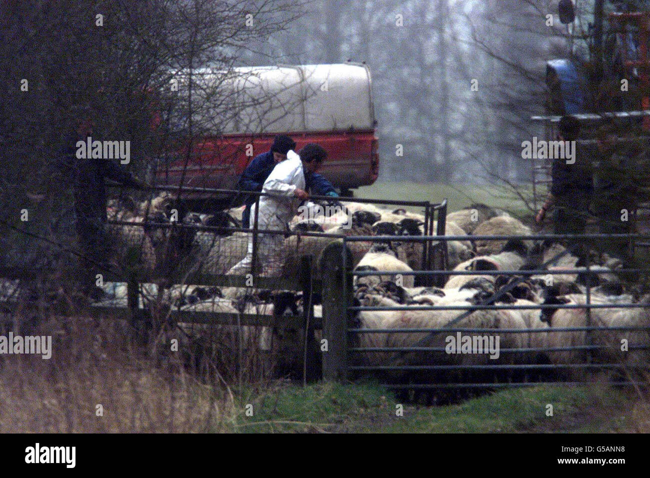 Pigs sheep slaughter Stock Photo - Alamy