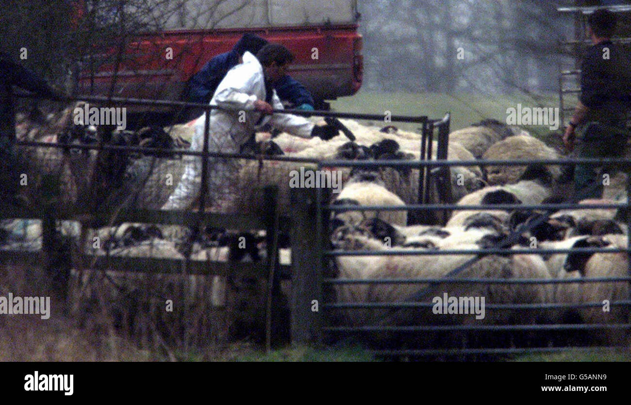 Pigs sheep slaughter Stock Photo - Alamy
