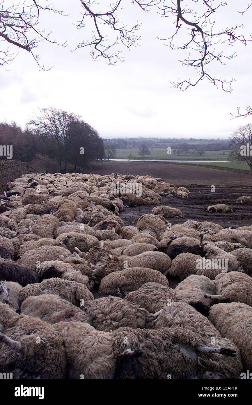 Dead sheep lie in a field near the village of Great Salkeld, near ...