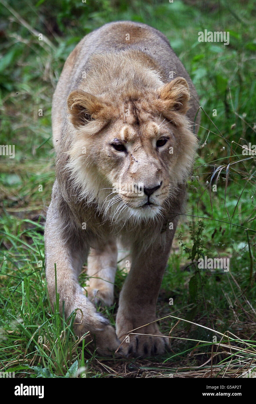 Two year old Jayendra looks around his new enclosure at Edinburgh Zoo ...