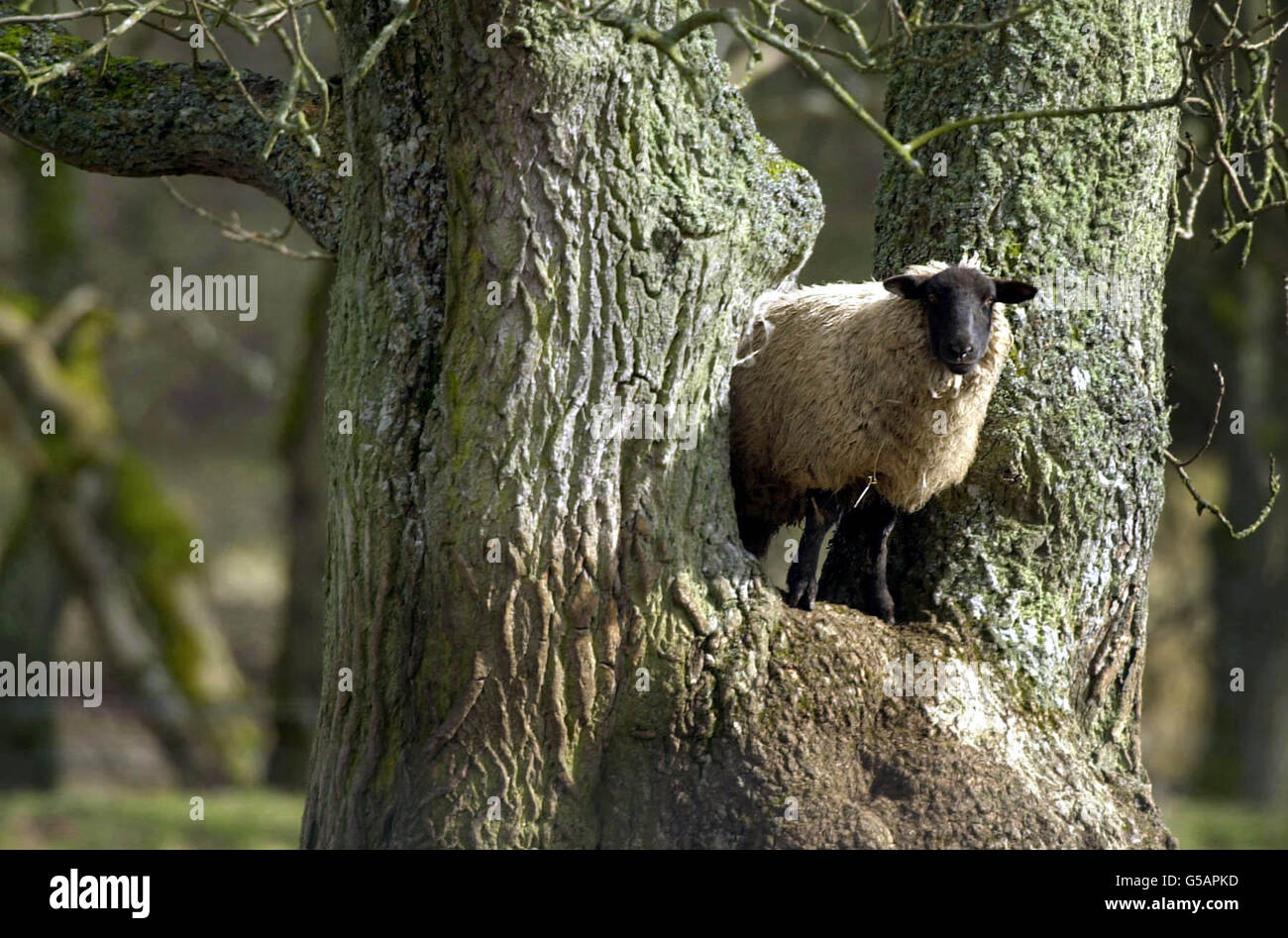 Sheep on a tree Stock Photo - Alamy