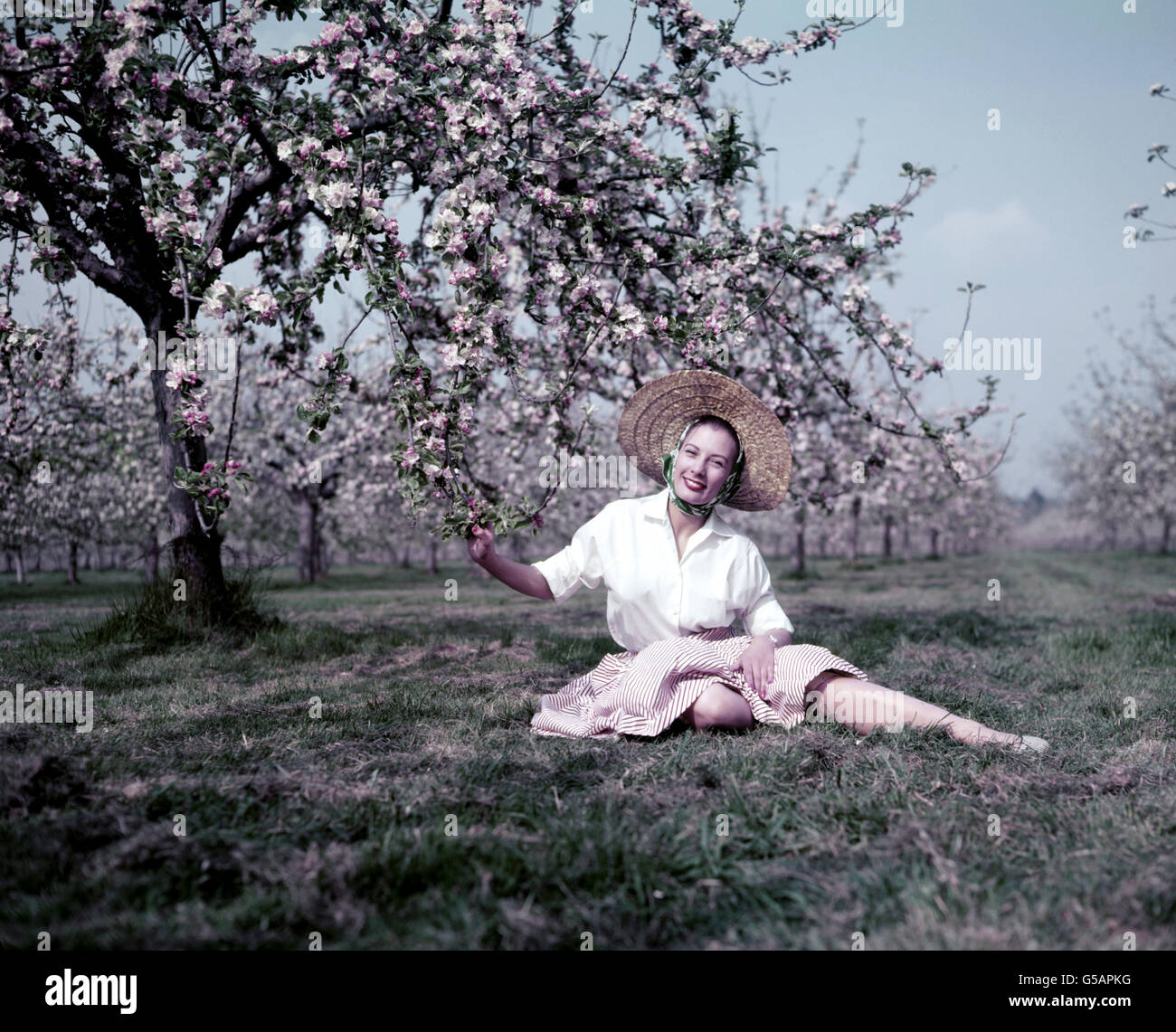 Beauty of kent apple hi-res stock photography and images - Alamy