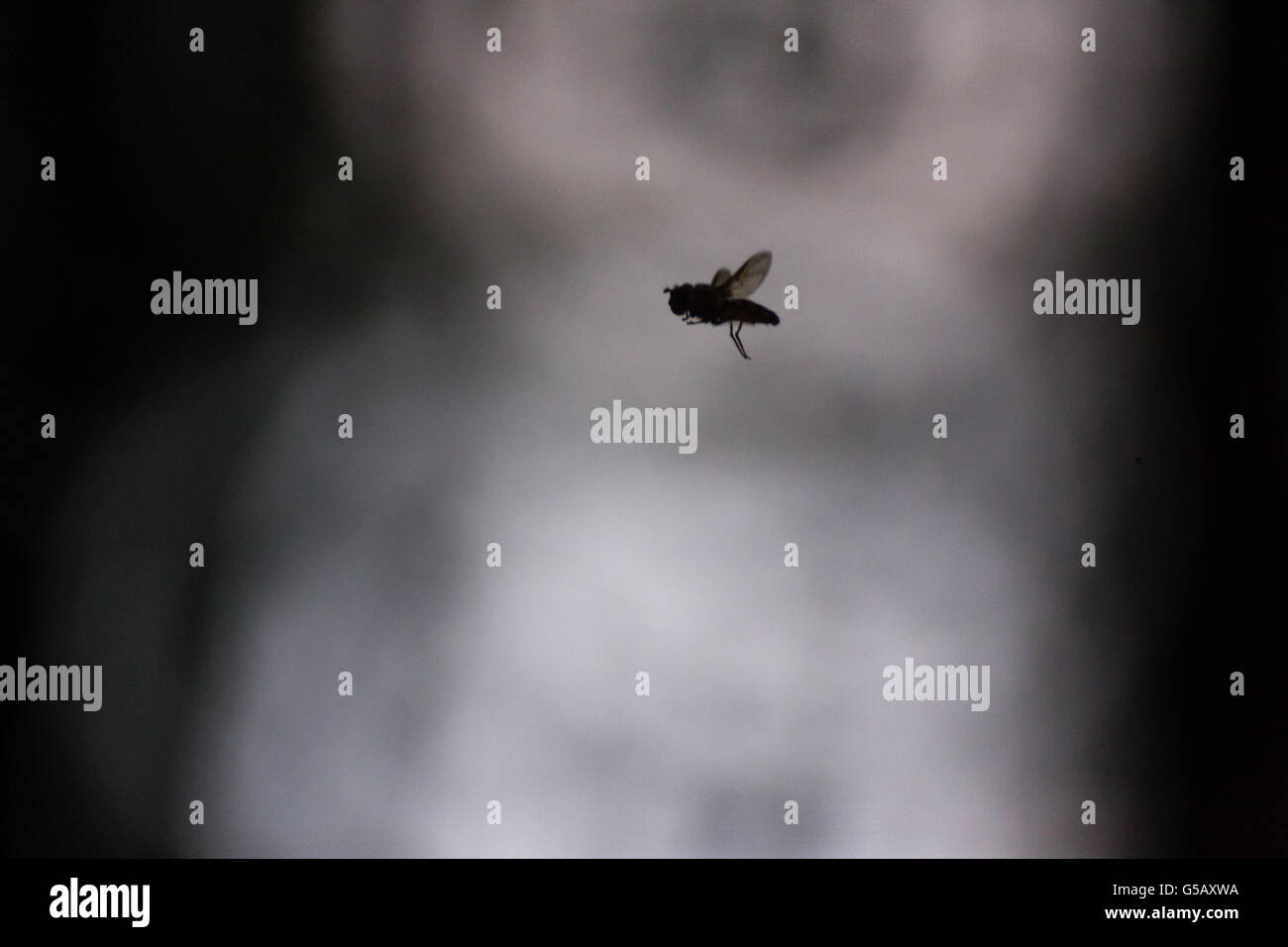 Flying insect wings flight hoverfly hi-res stock photography and images ...