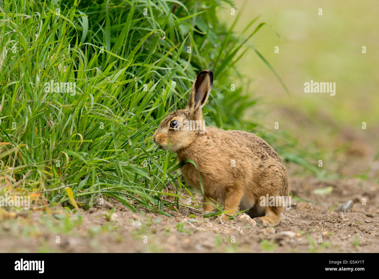 Young hare hi-res stock photography and images - Alamy