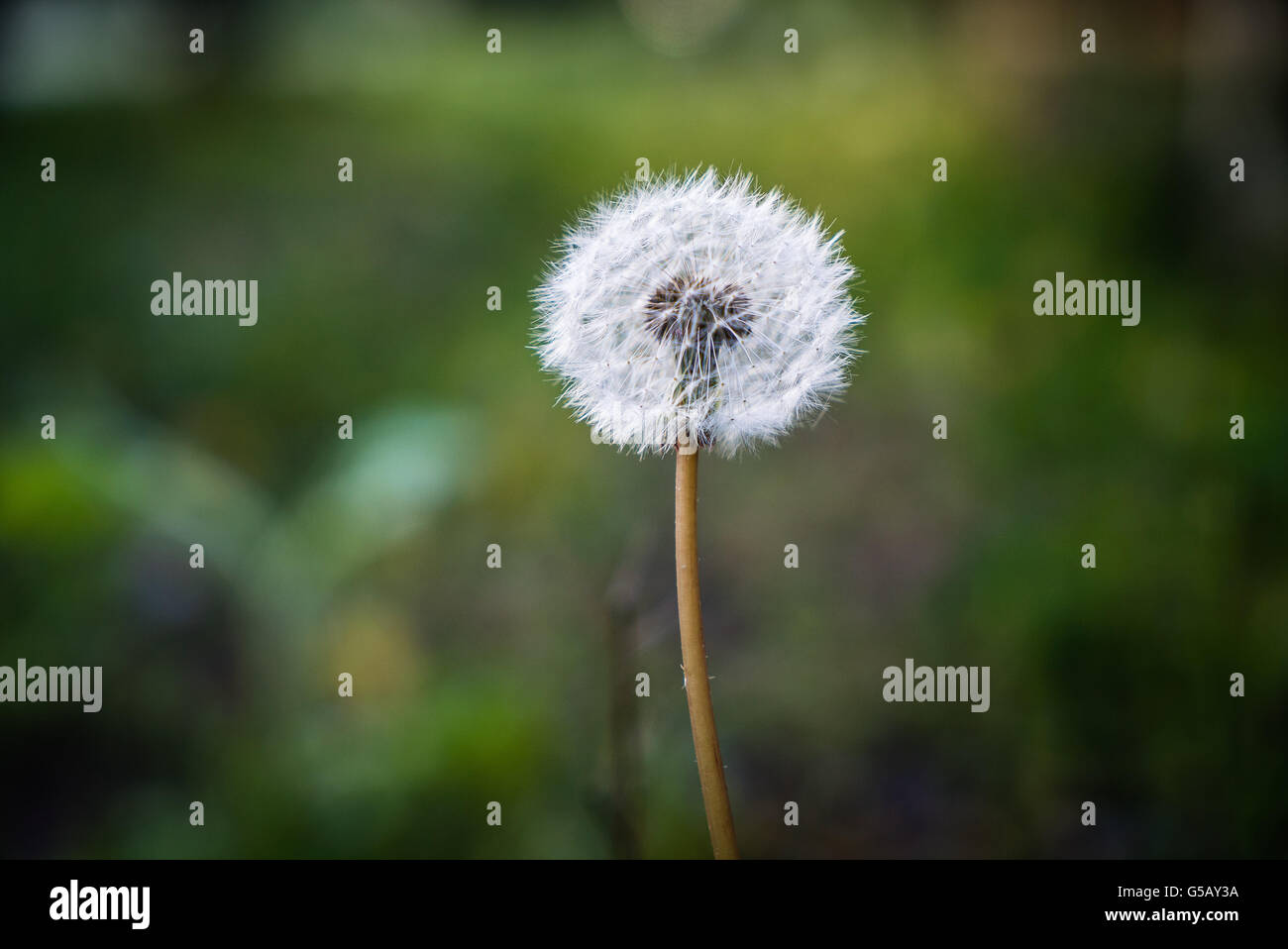 Dandelion closeup macro Stock Photo - Alamy