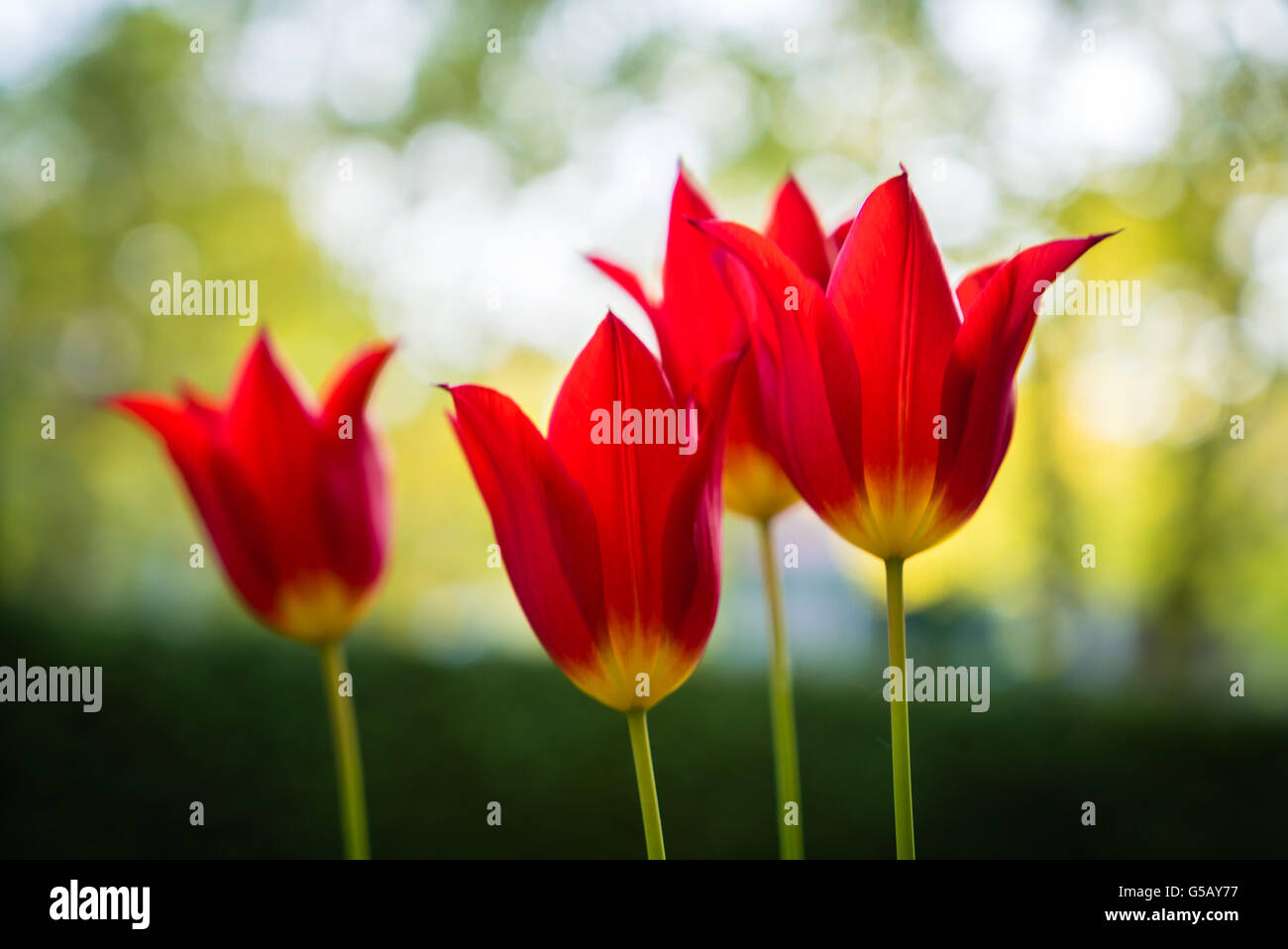 beautiful tulip close up Stock Photo - Alamy