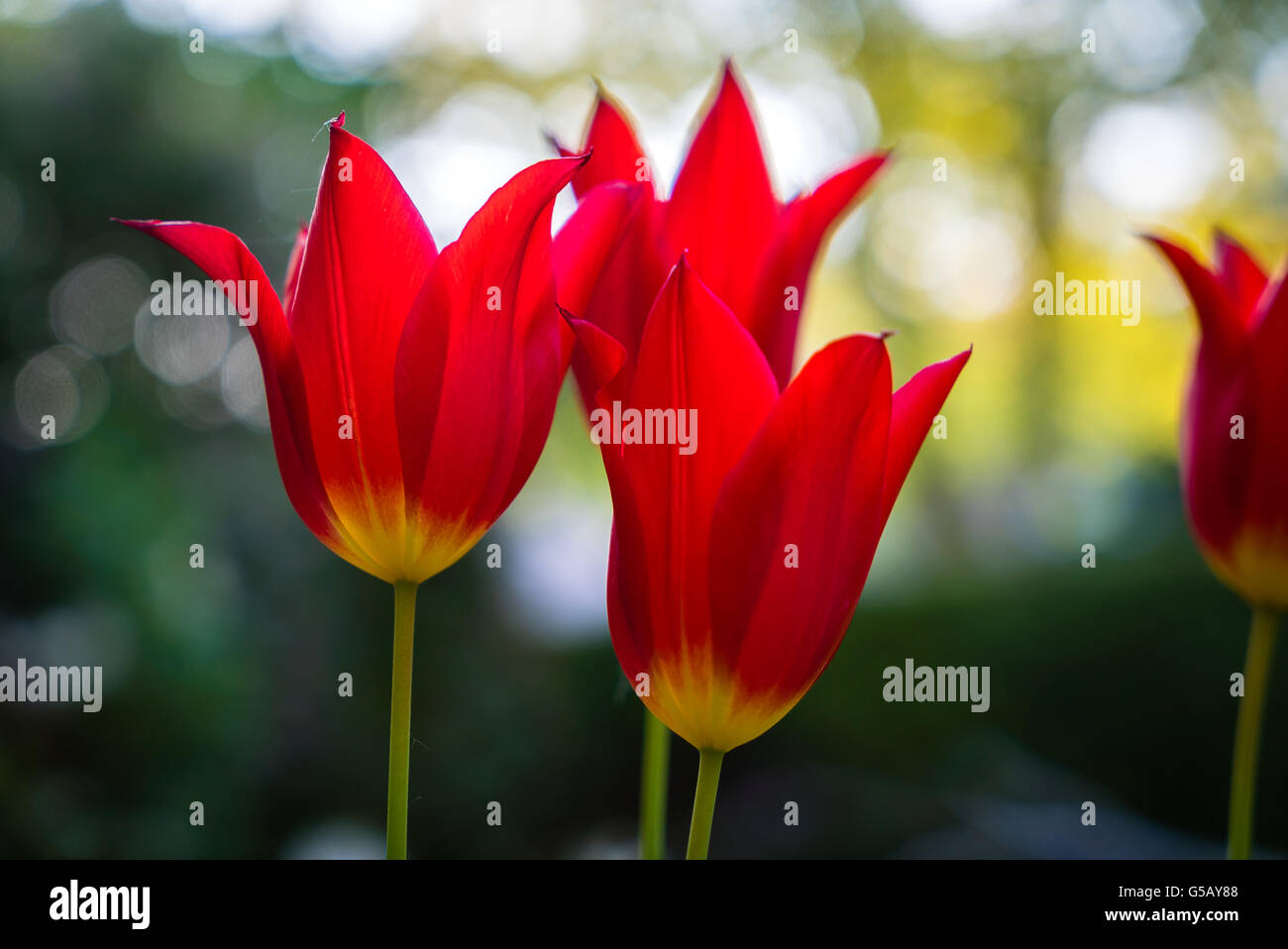 Top view tulip hi-res stock photography and images - Alamy
