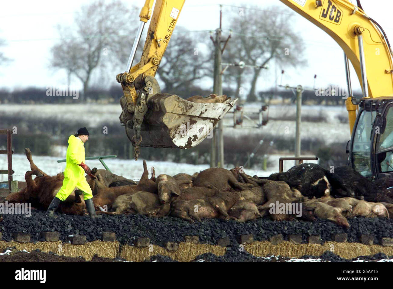 Foot and mouth carcasses Stock Photo - Alamy