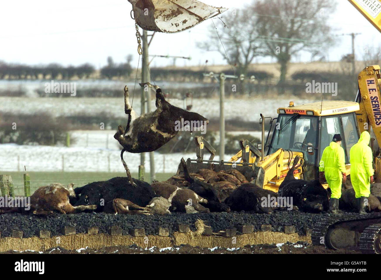 Foot and mouth carcasses Stock Photo - Alamy