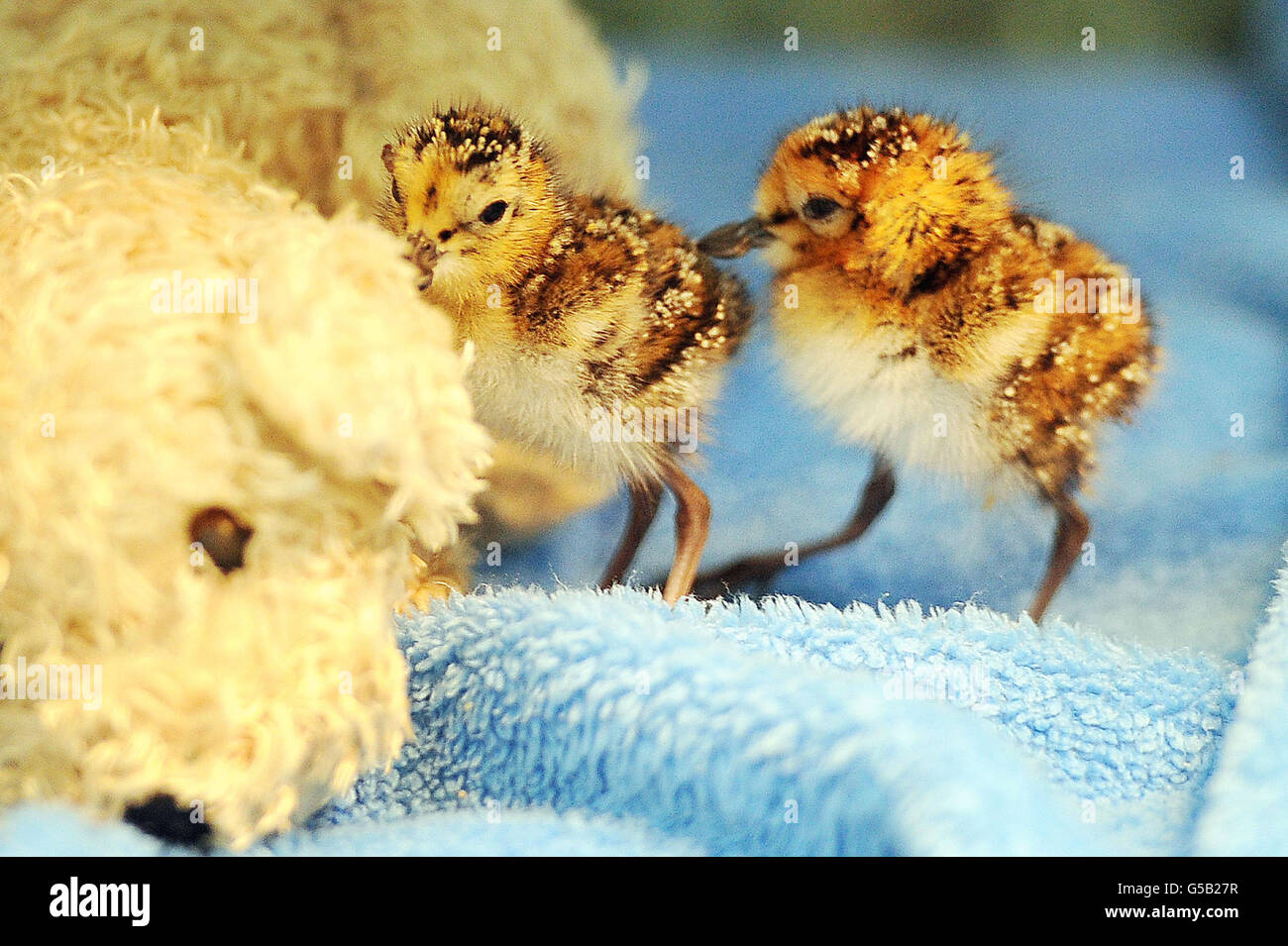Spoon Billed Sandpiper Chick