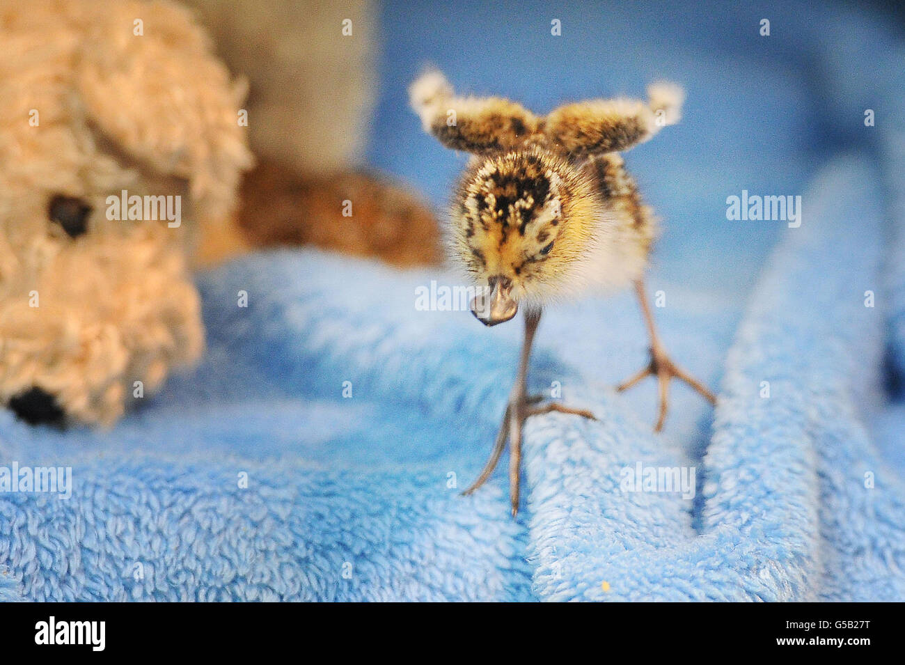 Spoon billed sandpiper chick wildfowl wetlands trust wwt centre in ...